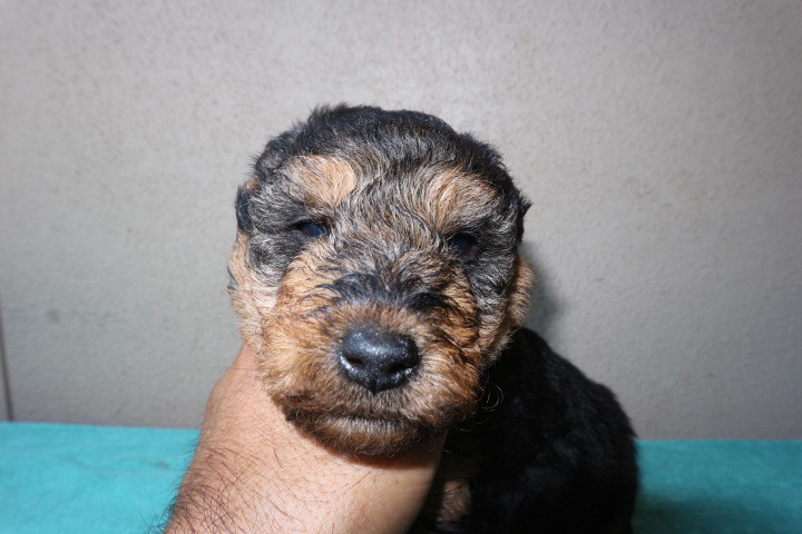 七夕生まれのウェルシュテリア姉妹: 海風PONの日々